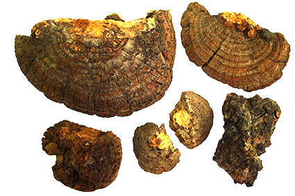 メシマコブ – 岐阜県 多治見市 健康食品 化粧品 医薬部外品 受託製造メーカー アダプトゲン製薬株式会社